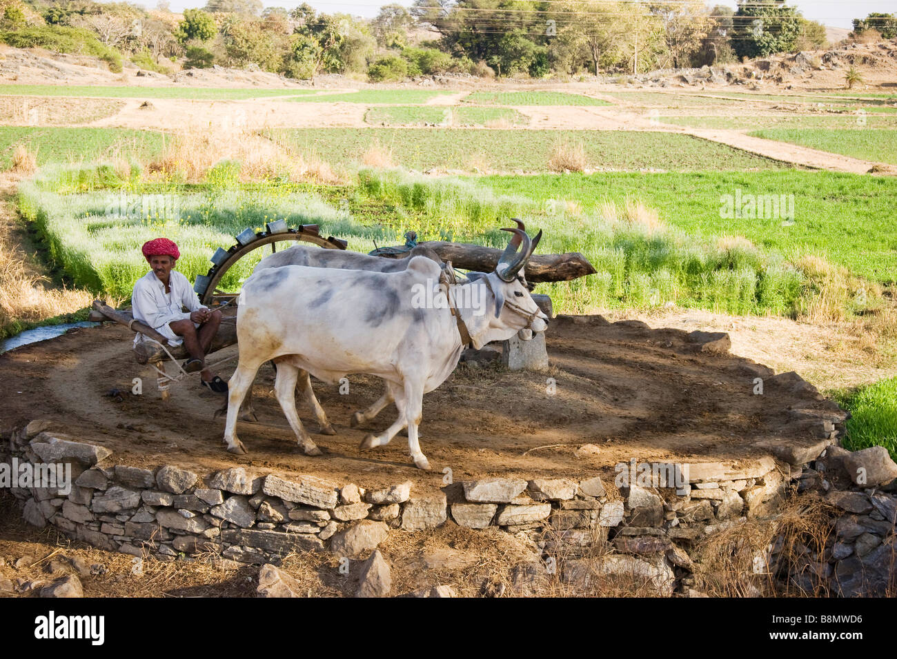 Irrigation india oxen well farming hi-res stock photography and images ...