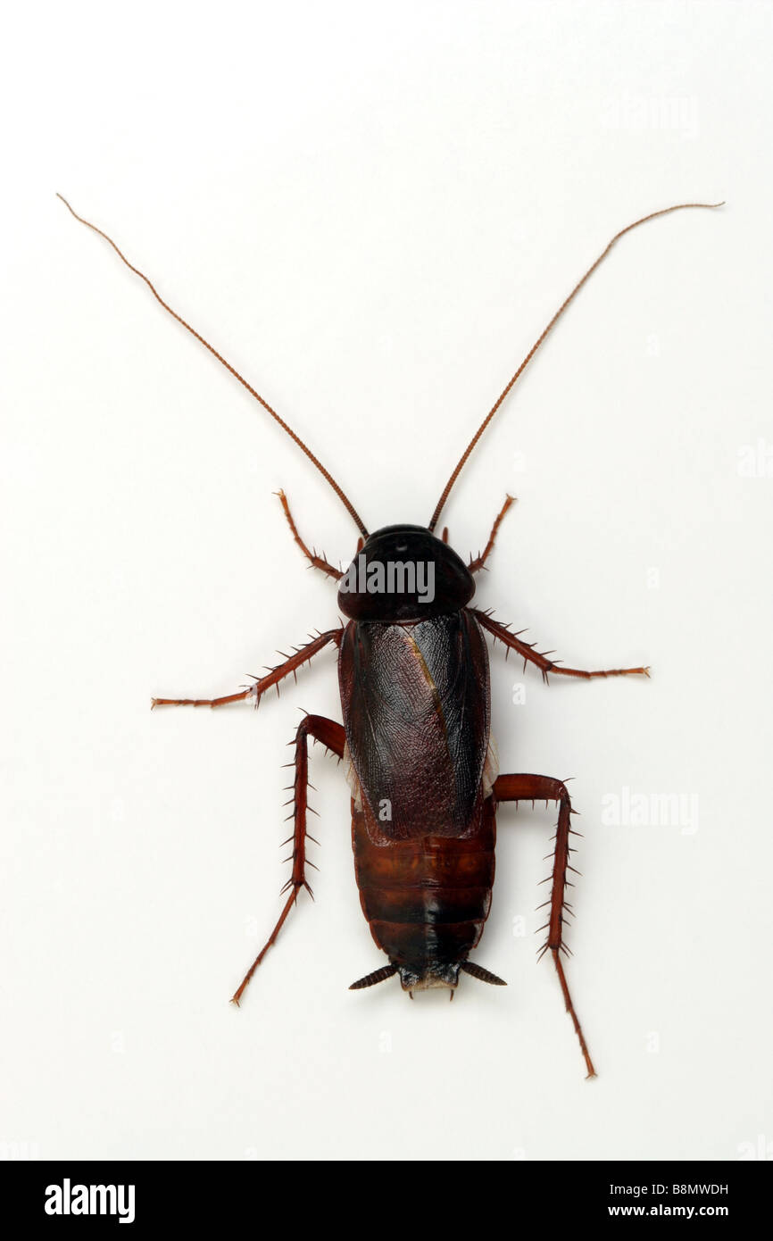 Cockroach on white background Stock Photo - Alamy