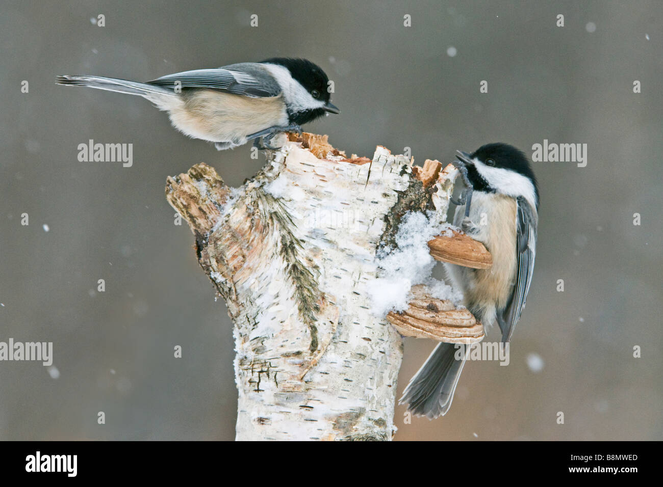 Black capped chickadees hi-res stock photography and images - Alamy
