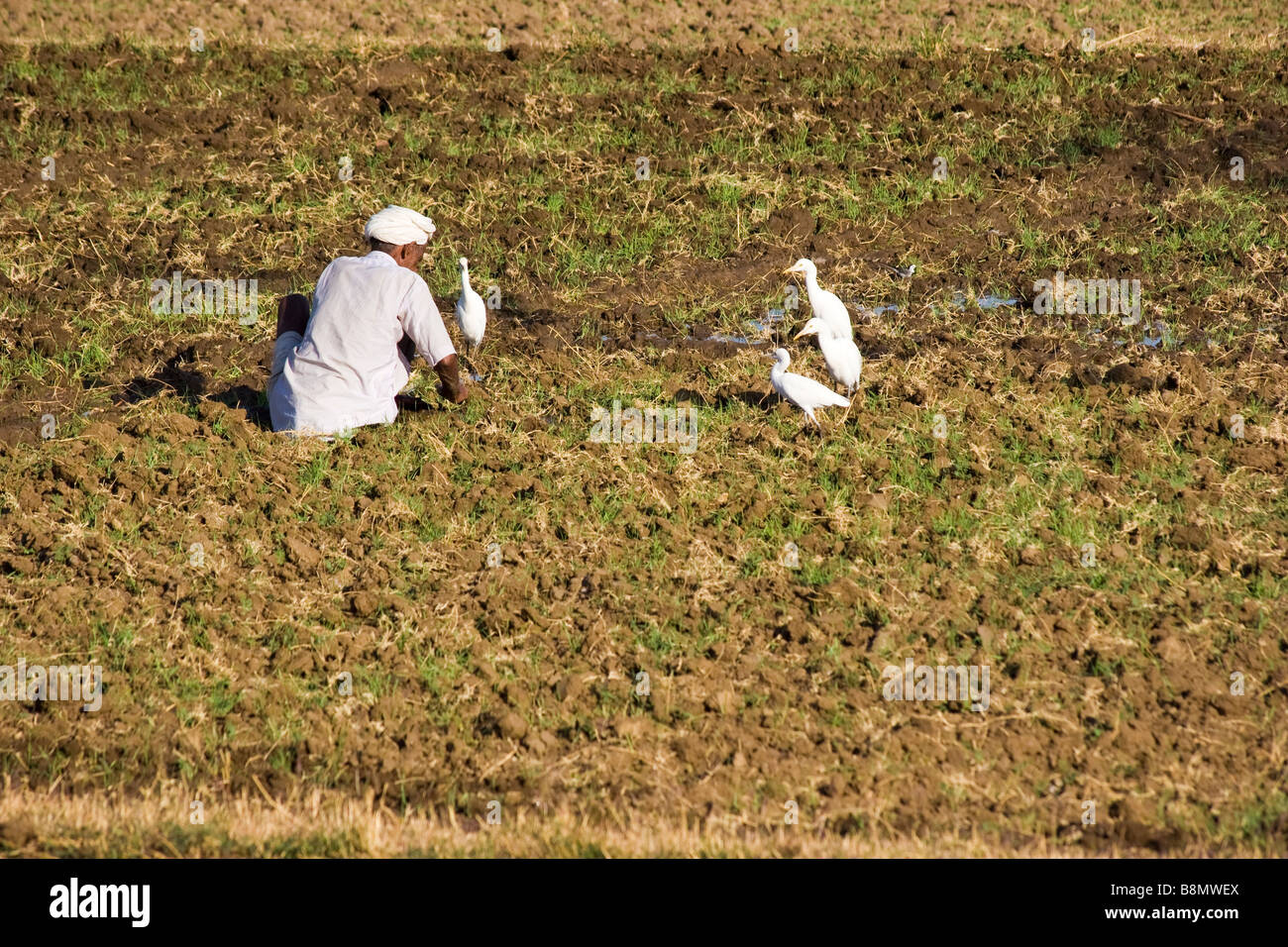 Indian farm crop hi-res stock photography and images - Alamy
