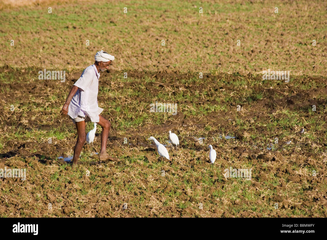Indian farmer man planting crops on farm Rajasthan India Stock Photo ...
