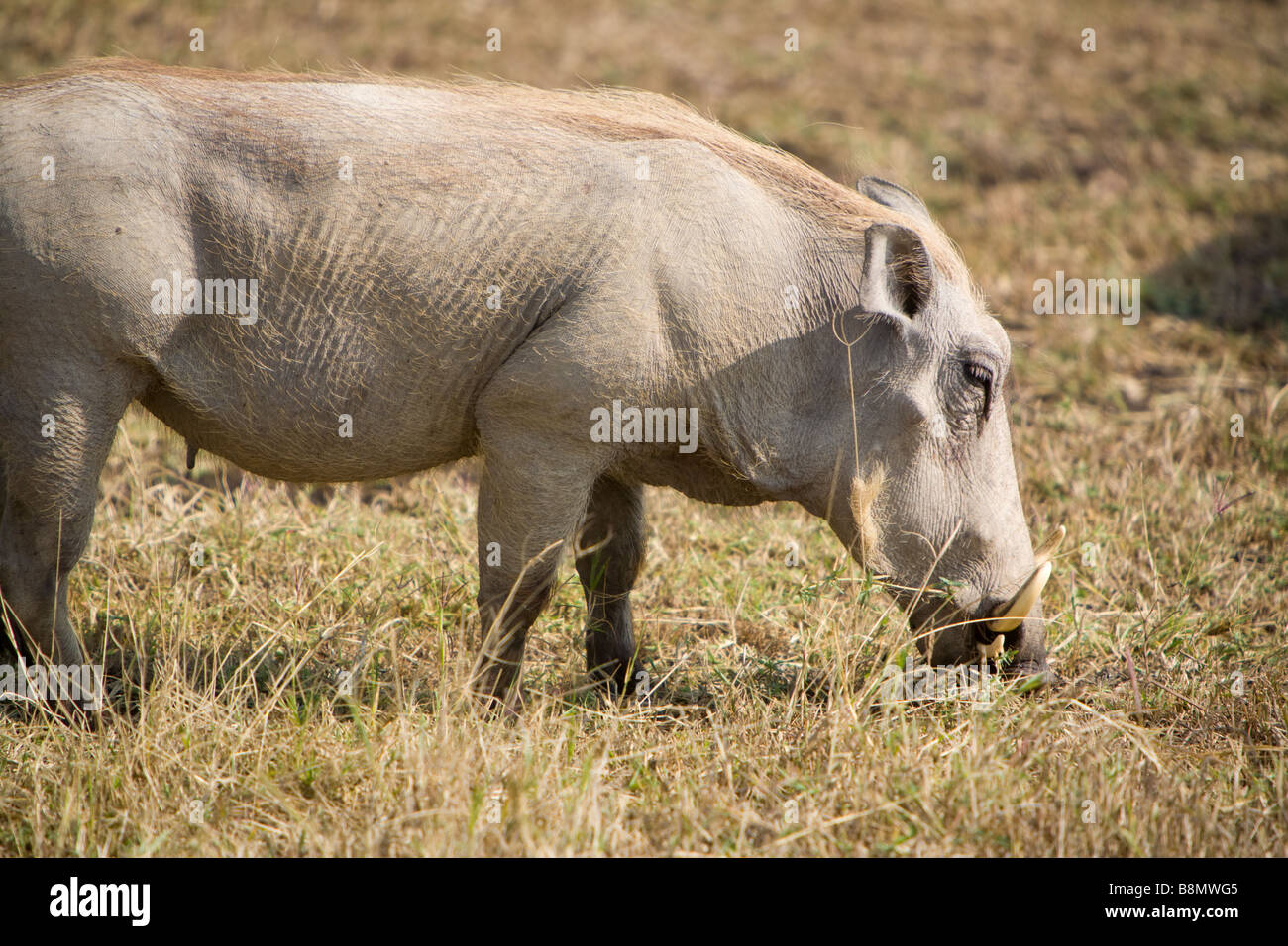 Animalsadult hi-res stock photography and images - Alamy