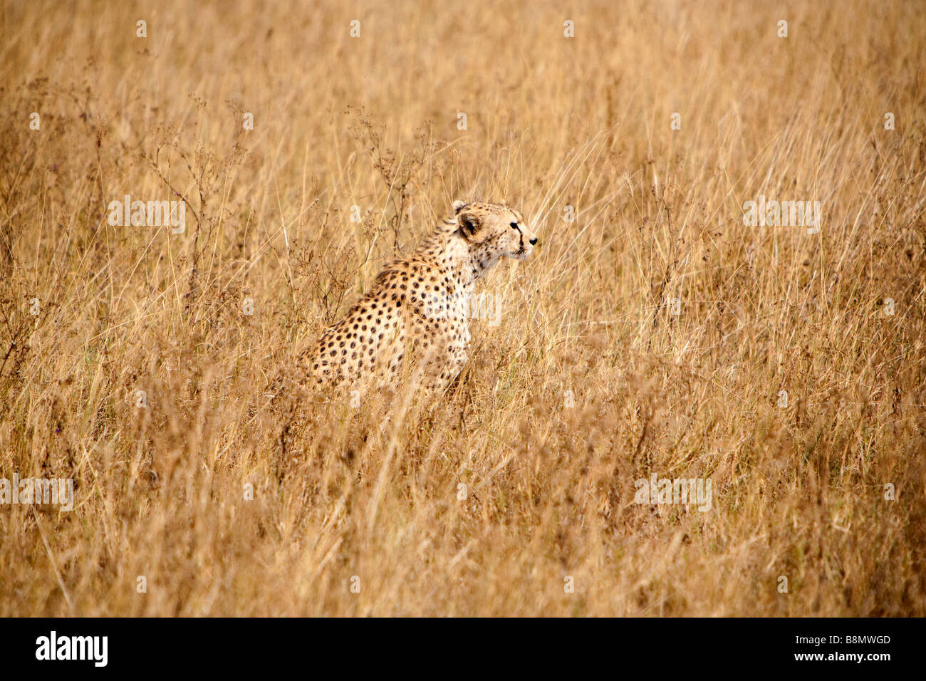 A side view of a cheetah on the grassland of the open savannah in ...