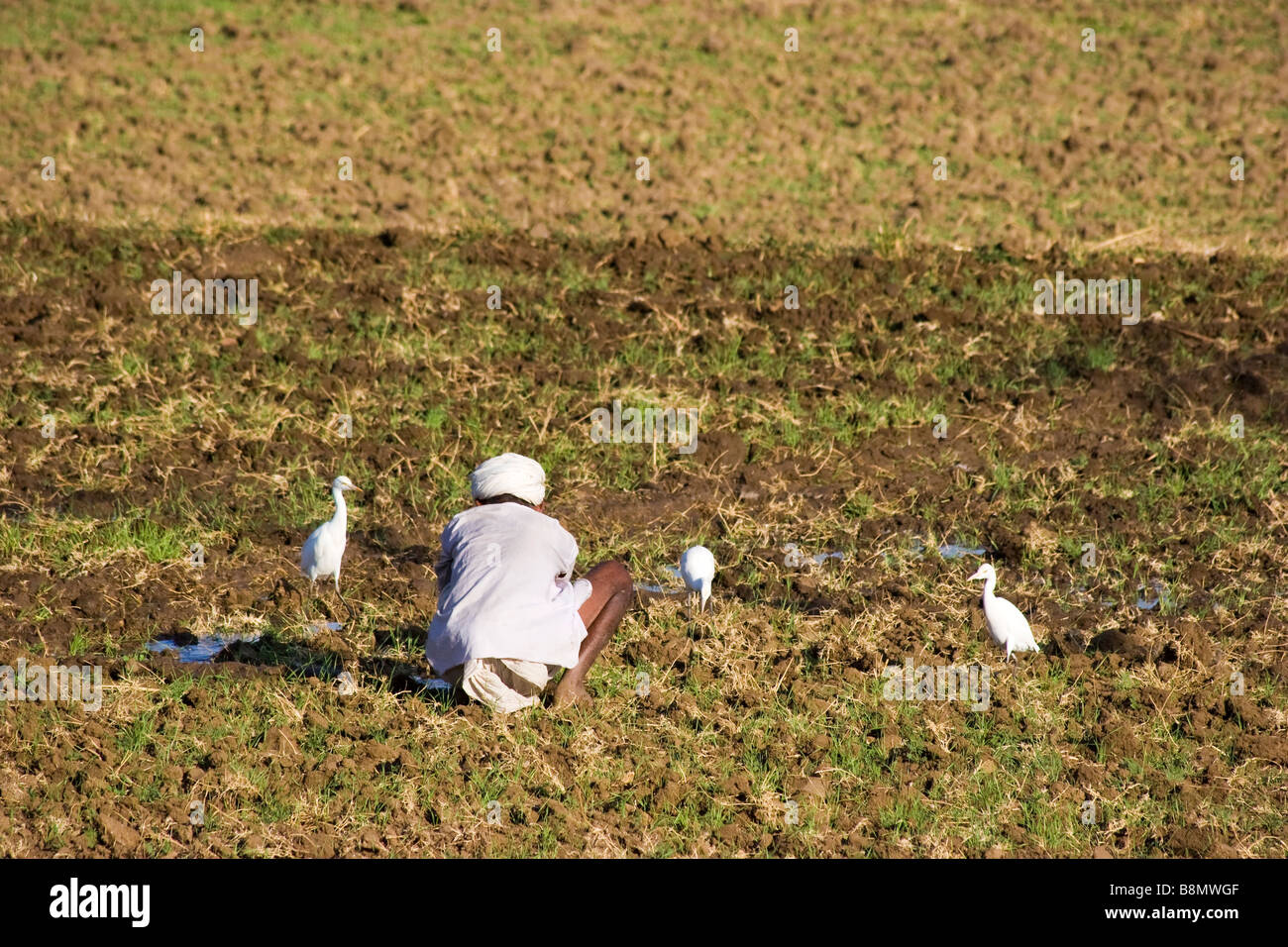 Indian farmer man planting crops on farm Rajasthan India Stock Photo ...