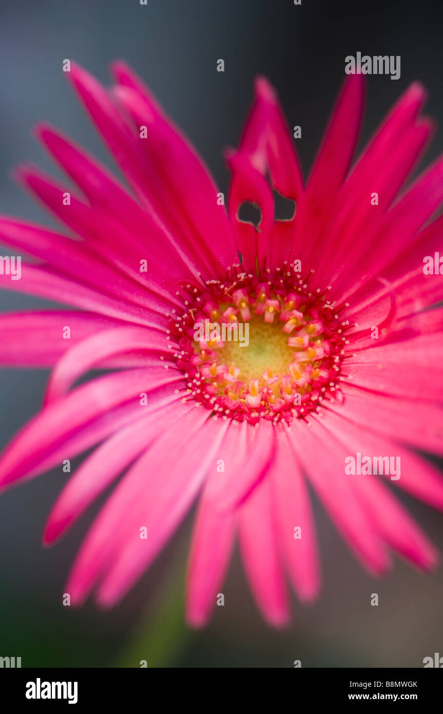 Bright colourful orange gerbera daisy hi-res stock photography and ...