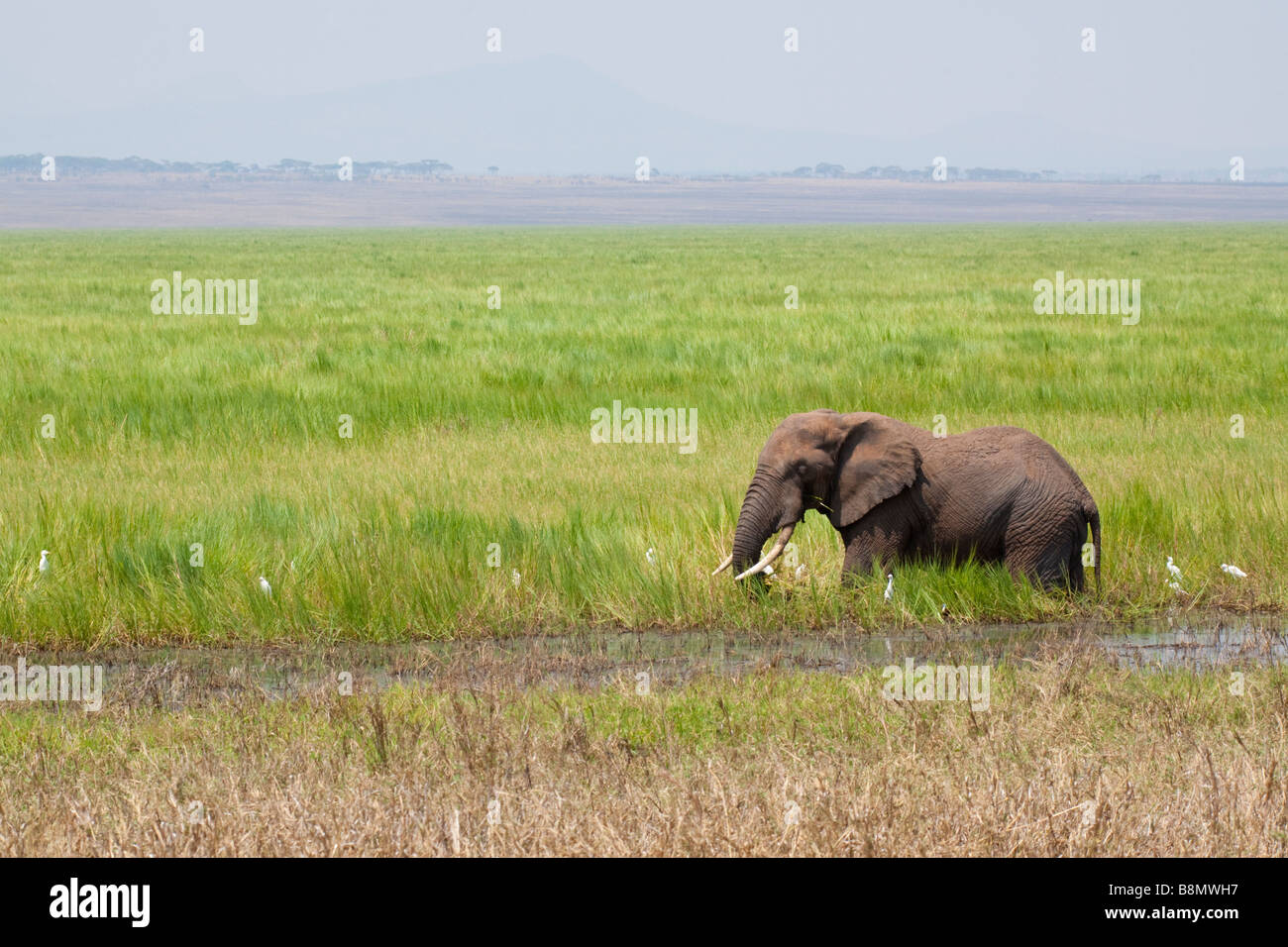 African Elephant Knee High Resolution Stock Photography and Images - Alamy