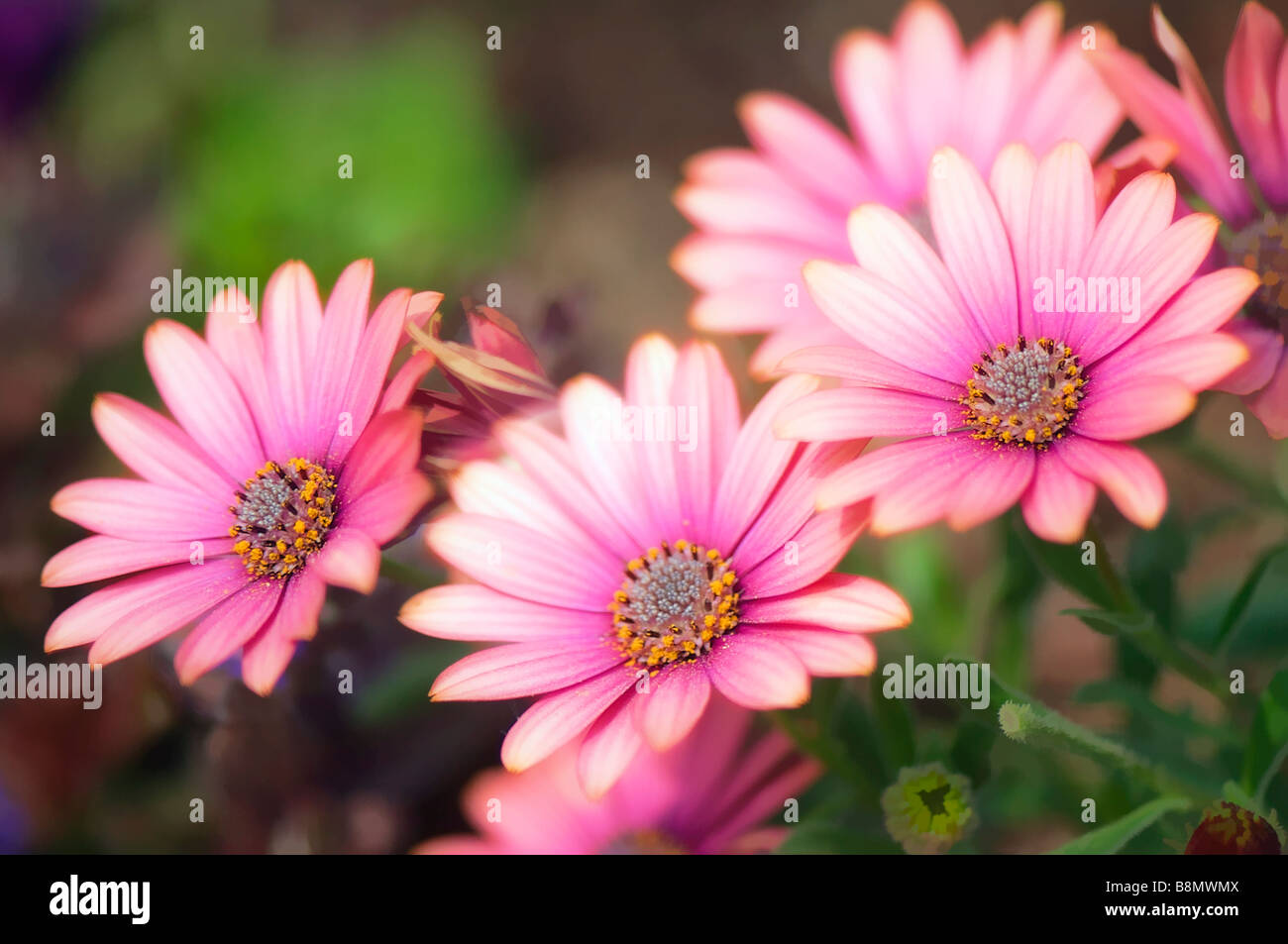 Trio of Pink African Daisy Frowers Stock Photo - Alamy