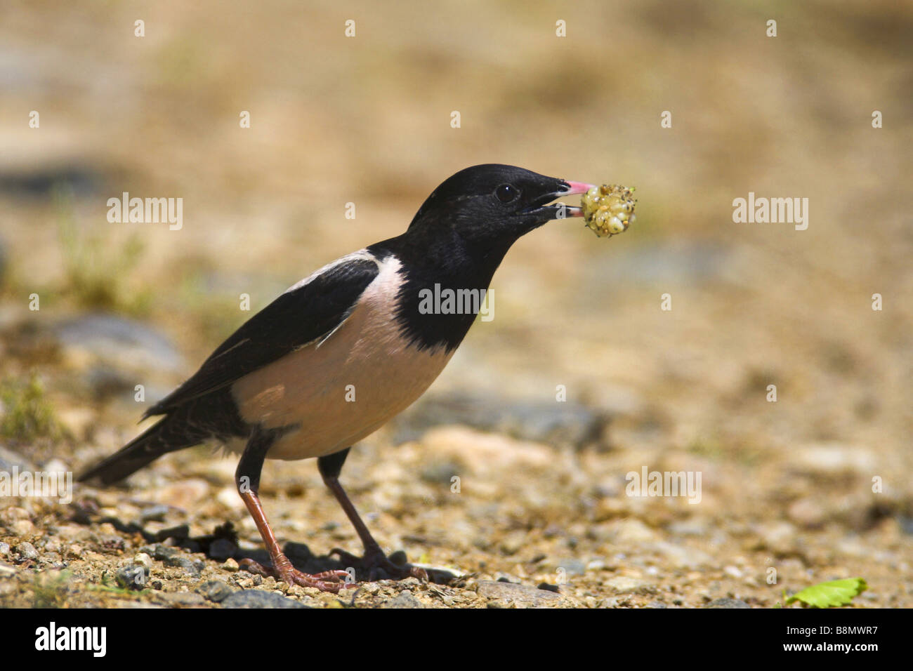 rose-coloured starling (Sturnus roseus), with a mulberry in its bill ...