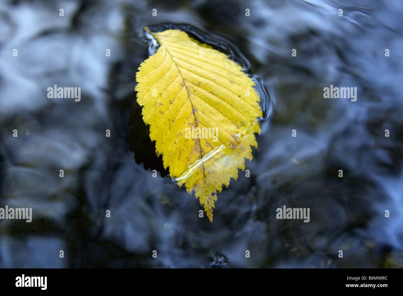 European elm, European white elm (Ulmus laevis), elm leaf swims on ...