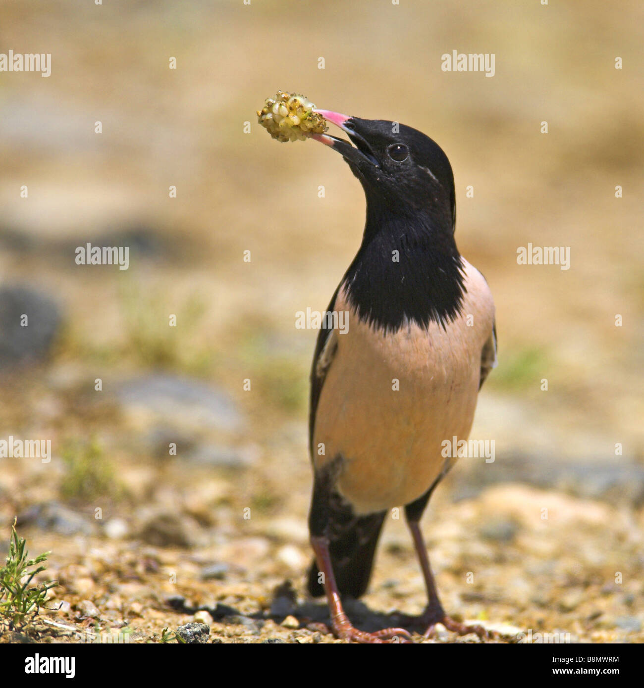 rose-coloured starling (Sturnus roseus), with a mulberry in its bill ...