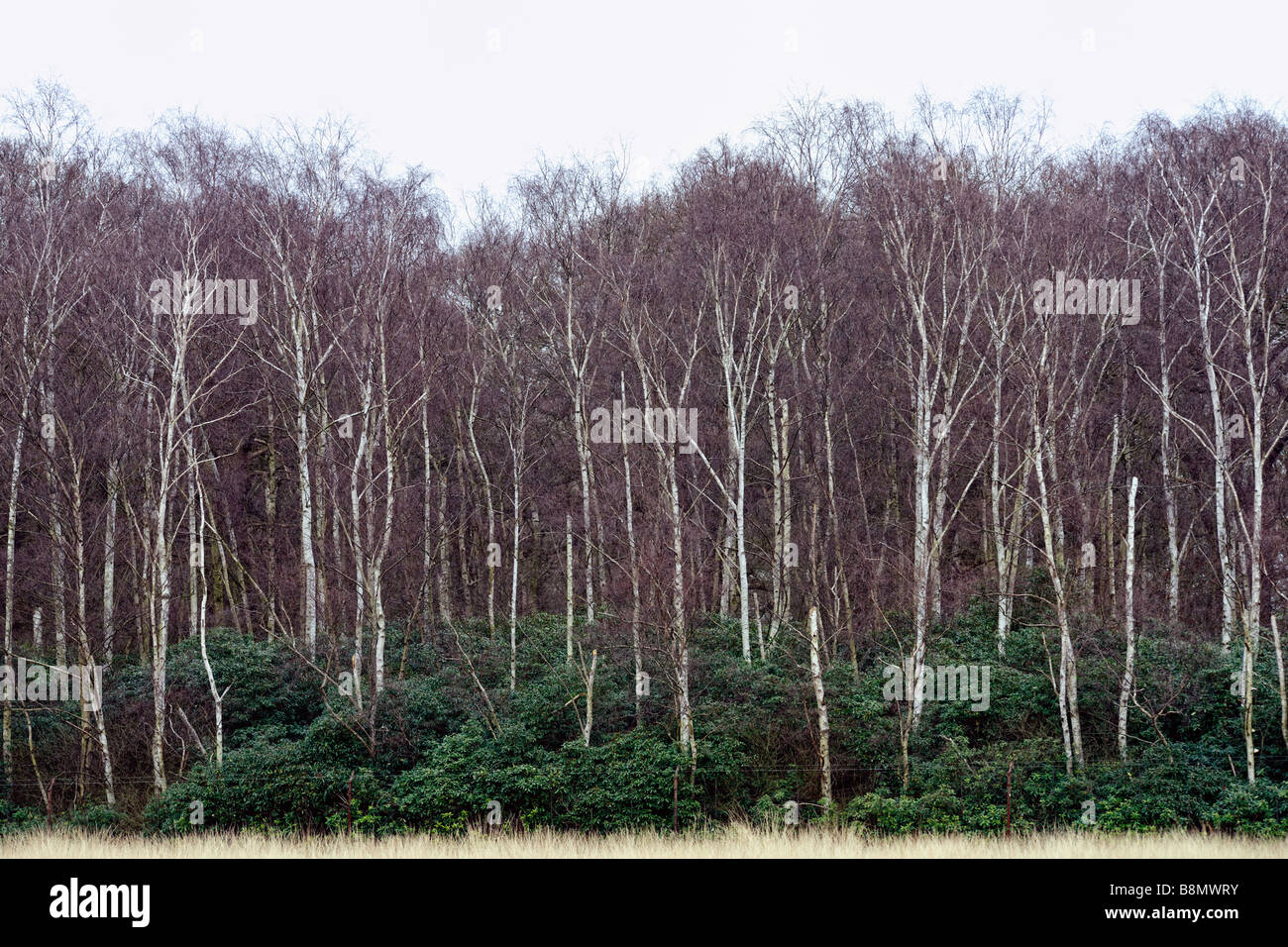 New forest silver birches hi-res stock photography and images - Alamy