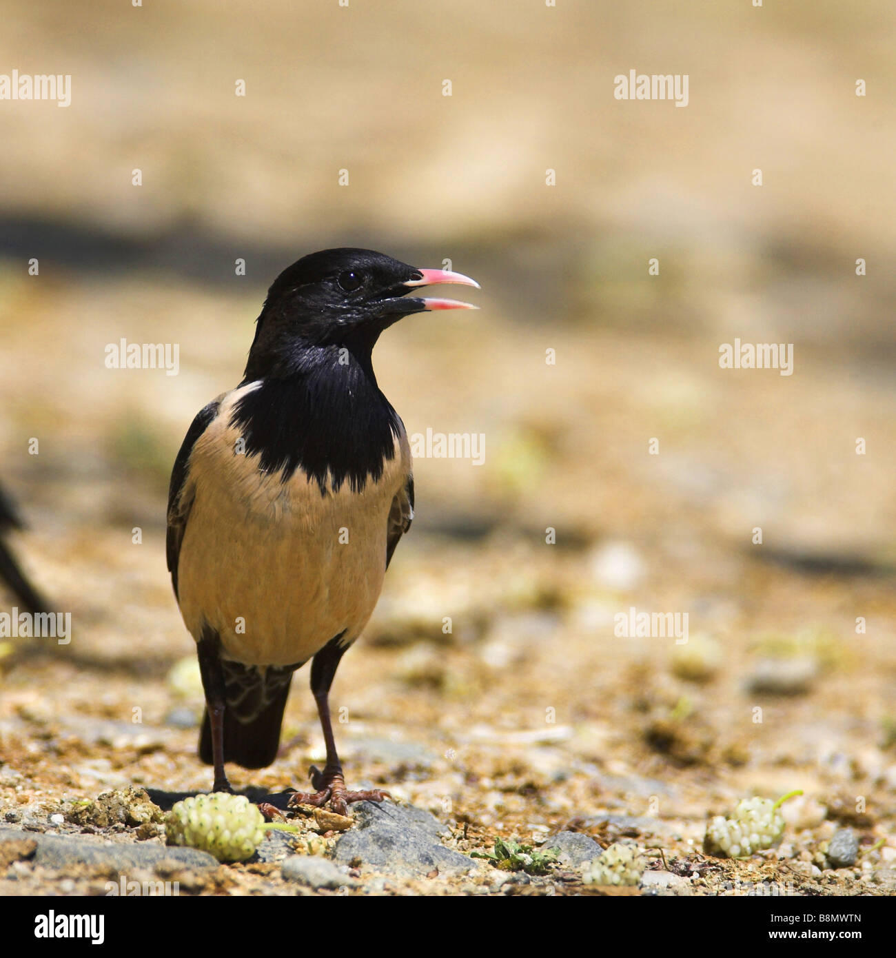 rose-coloured starling (Sturnus roseus), foraging on the ground, Greece ...