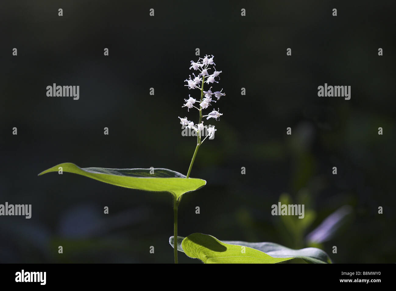 may lily (Maianthemum bifolium), flowering, Sweden Stock Photo - Alamy