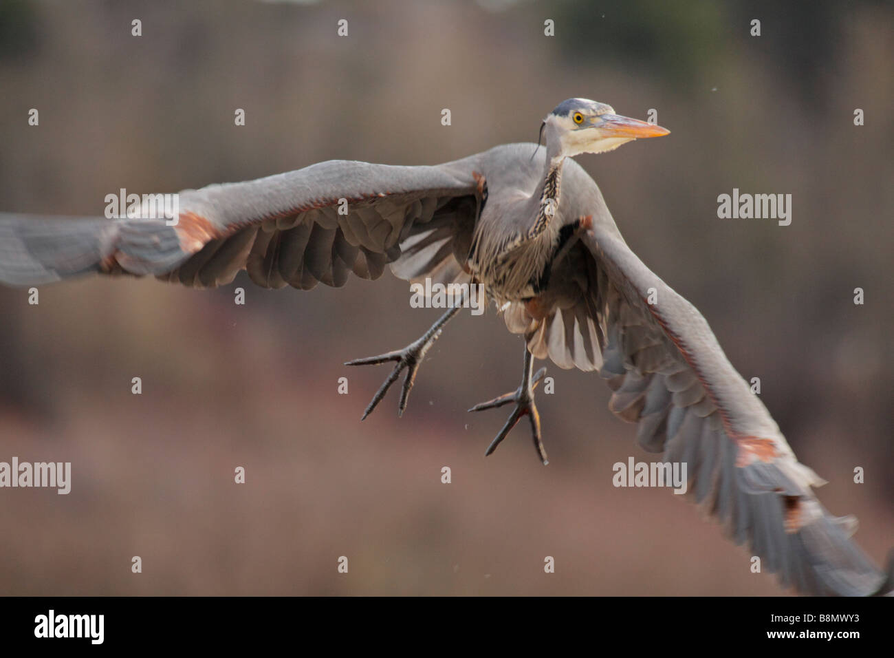 Great blue heron taking flight Victoria British Columbia Canada Stock ...