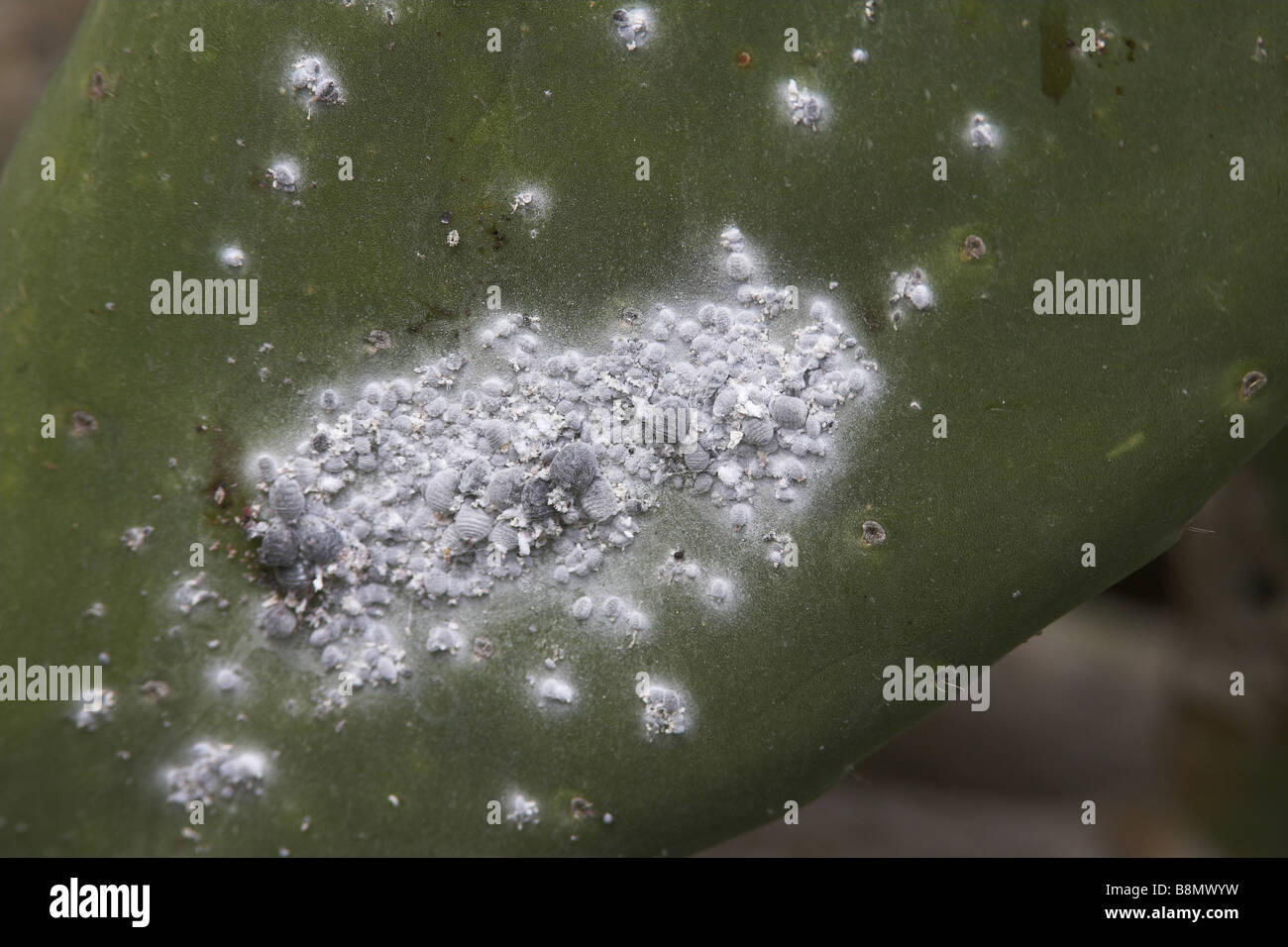 Coccus cacti hi-res stock photography and images - Alamy