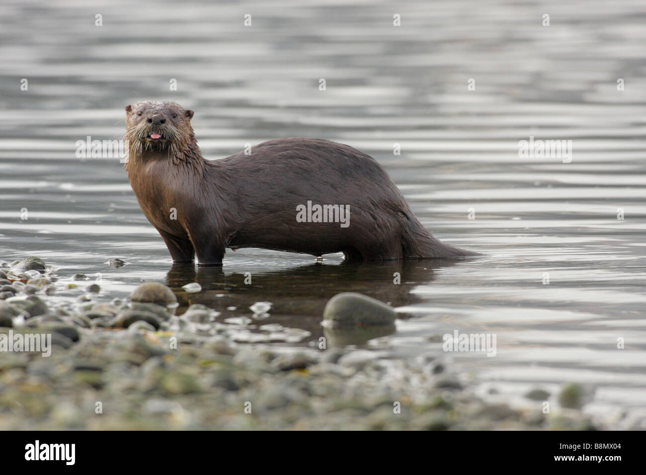 River otter at edge of lagoon Victoria British Columbia Canada Stock ...