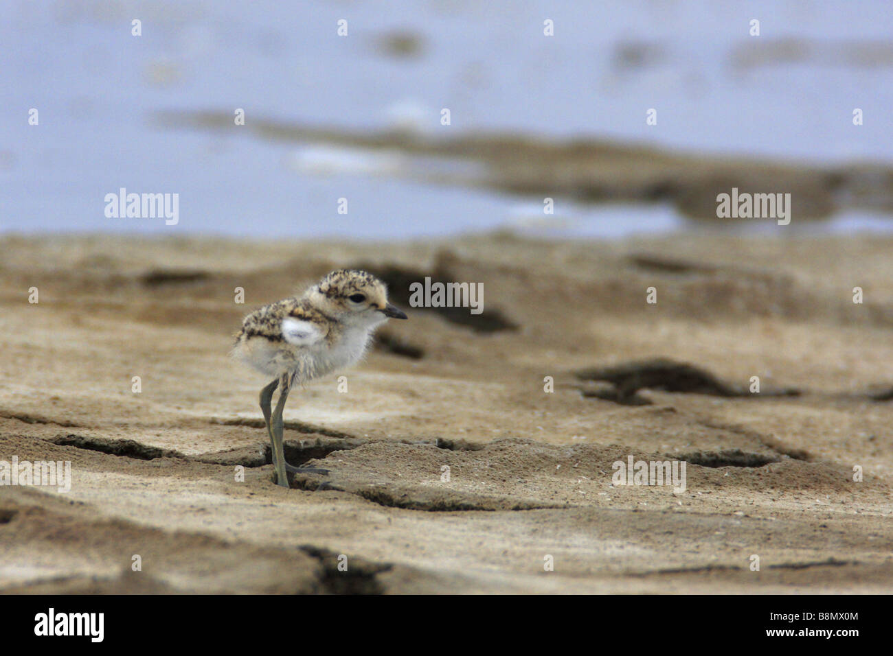 kentish plover (Charadrius alexandrinus), chick, France, Camargue Stock ...