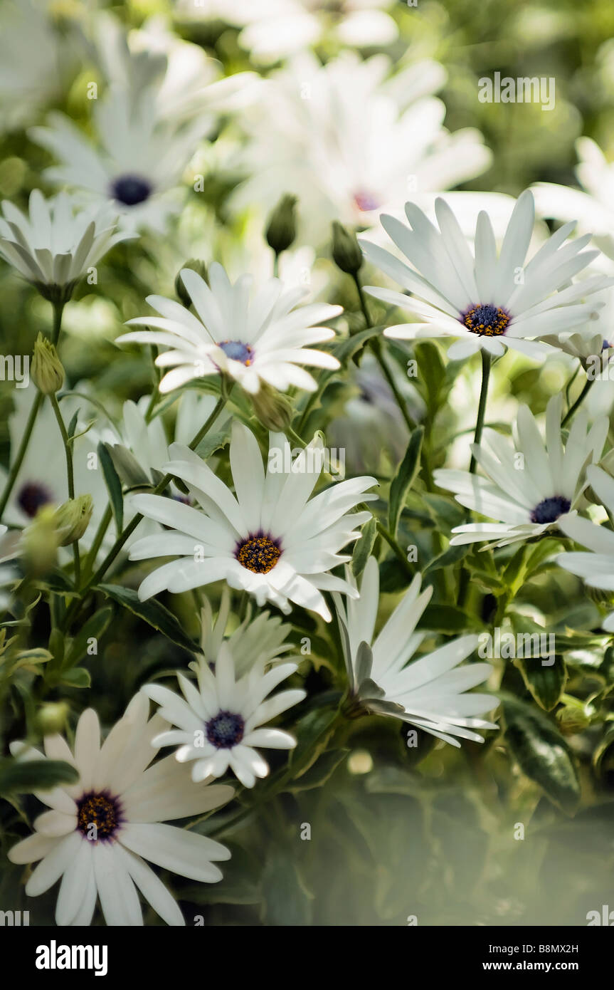 White Dimorphotheca Daisy Flower Patch Stock Photo - Alamy