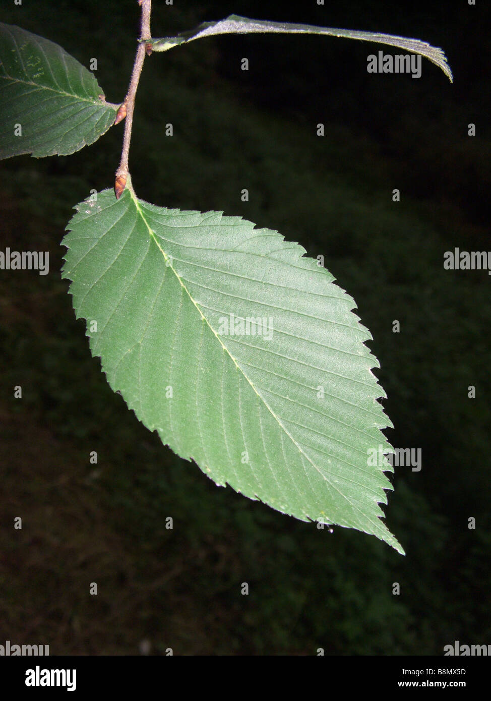 Botany trees ulmaceae european hi-res stock photography and images - Alamy