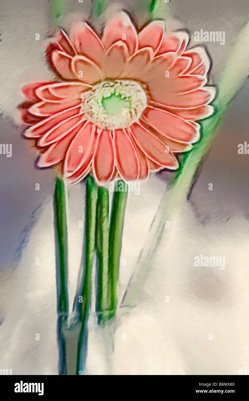 A Sketch of Orange Red Gerbera Daisy Flower Stock Photo - Alamy