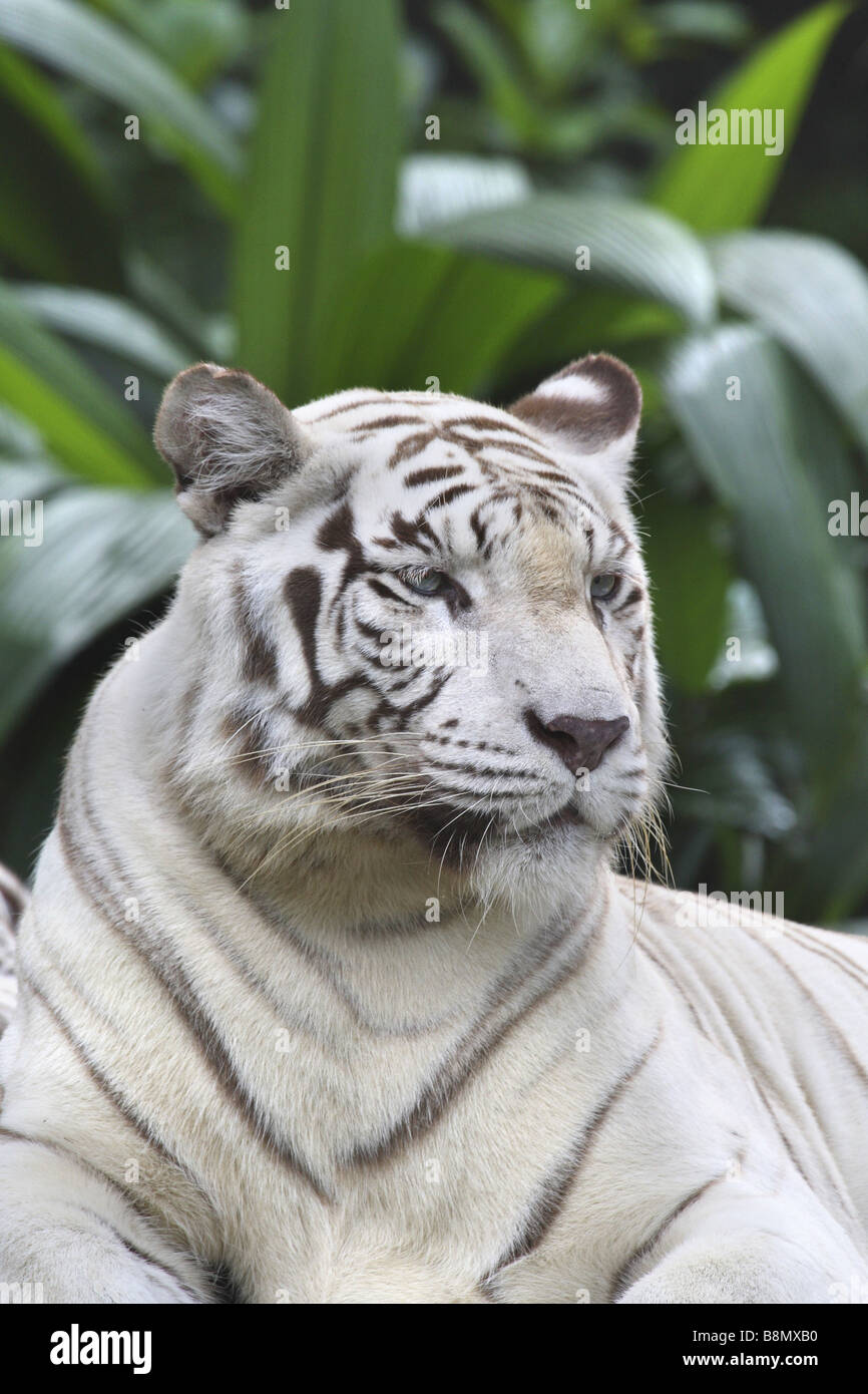 Bengal tiger (Panthera tigris tigris), white morph Stock Photo - Alamy