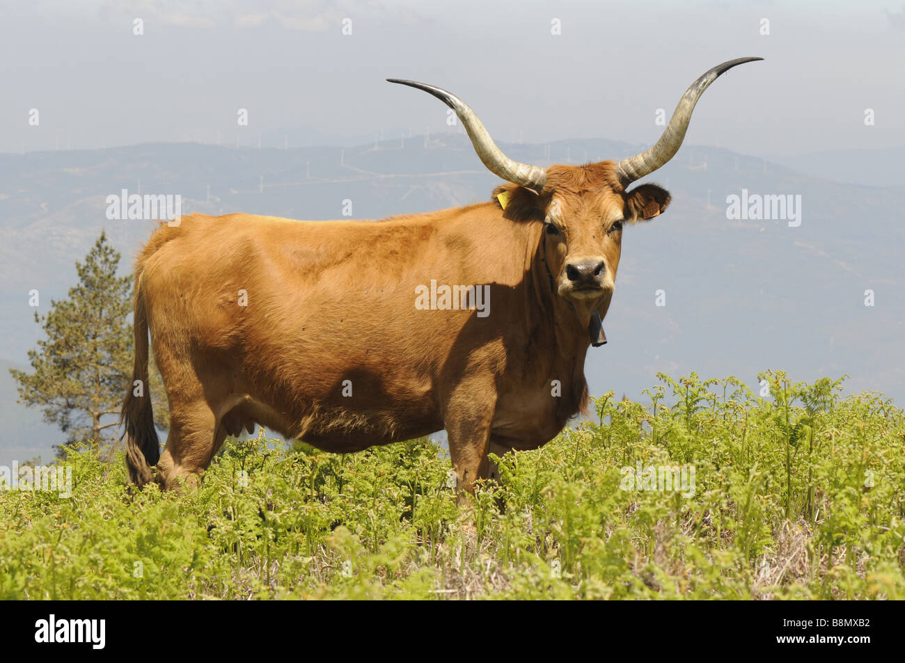 domestic cattle (Bos primigenius f. taurus), cattle on meadow, Portugal ...