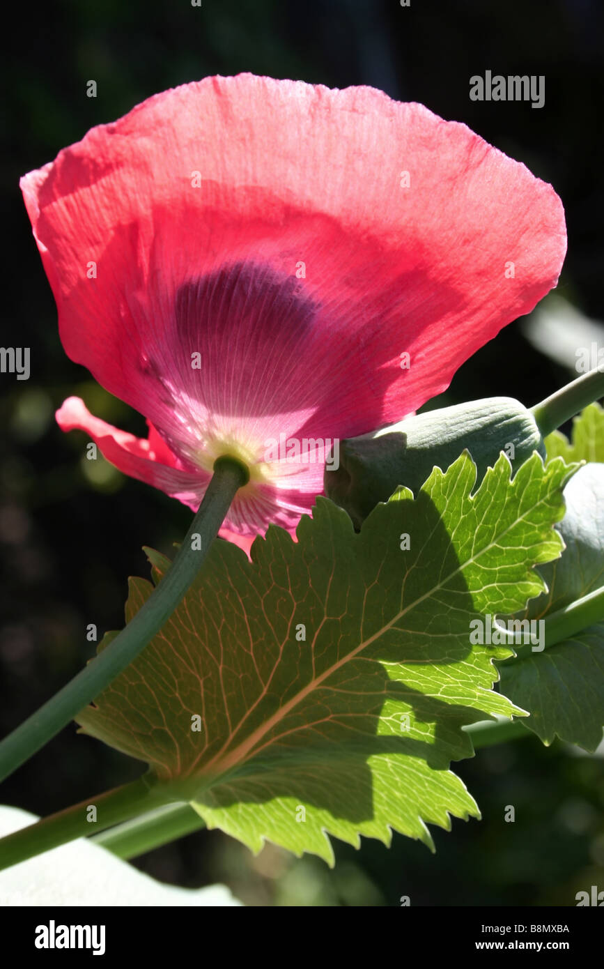 Red popy hi-res stock photography and images - Alamy