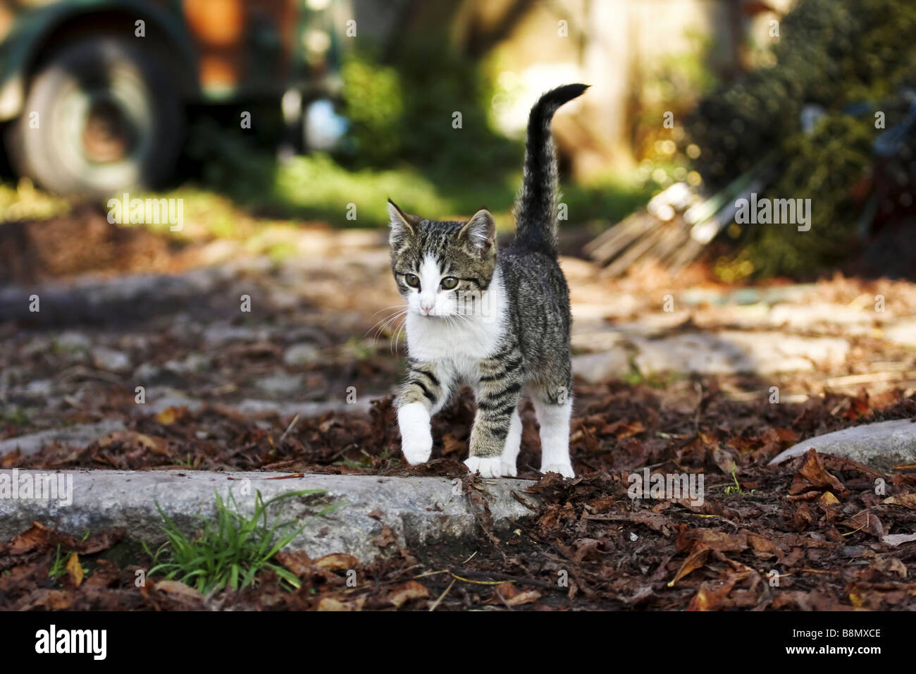 domestic cat, house cat (Felis silvestris f. catus), cat milling around ...