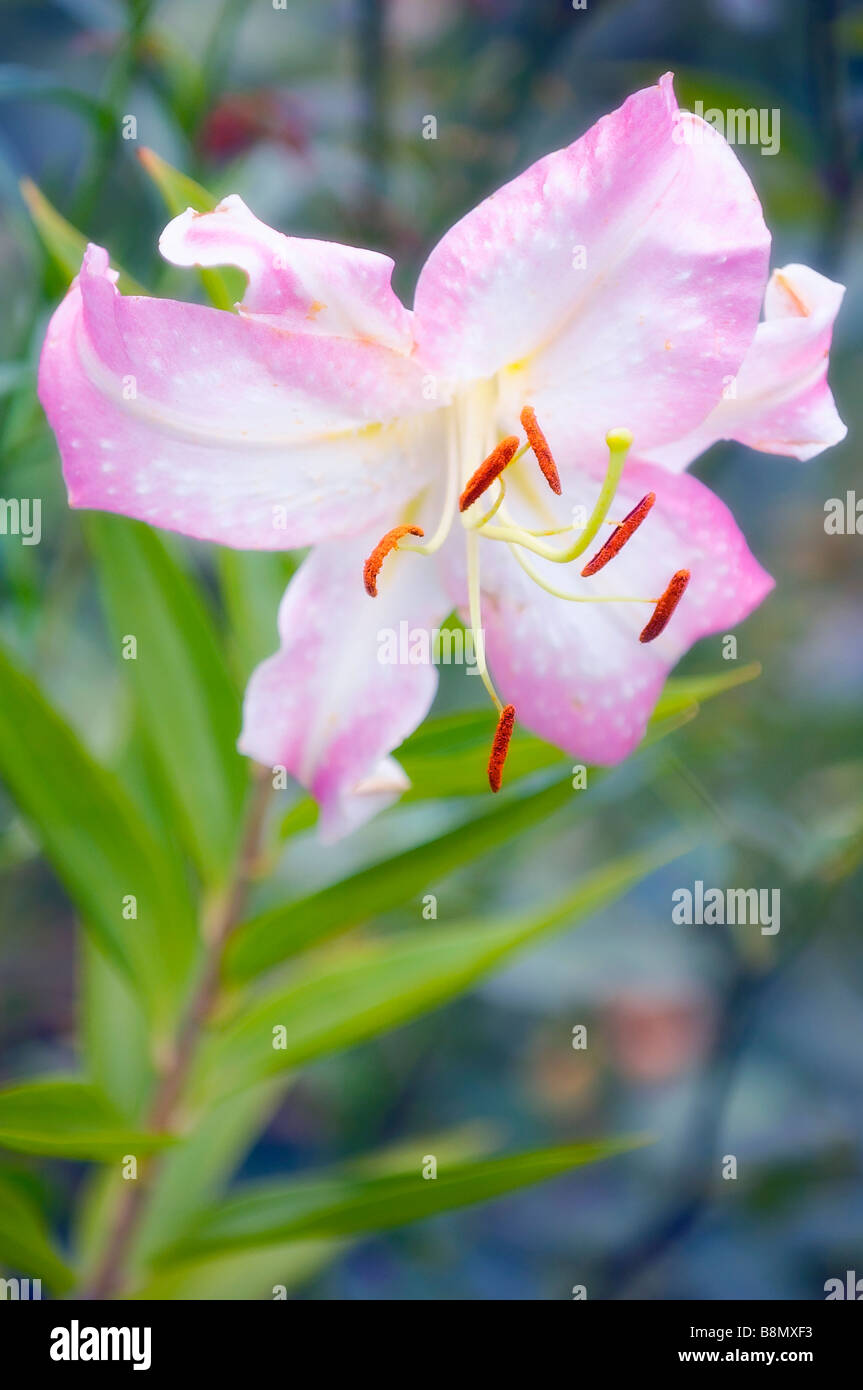 Oriental scents hi-res stock photography and images - Alamy