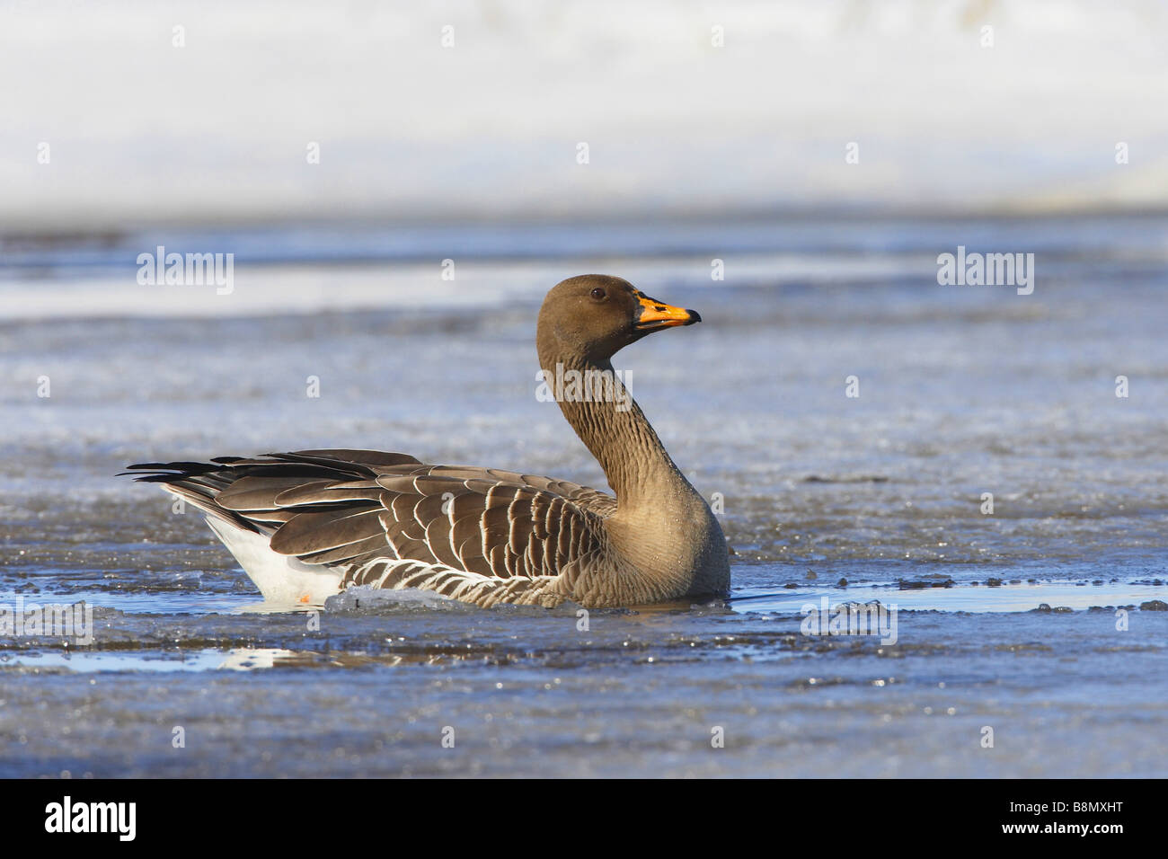 Bean Goose, Taiga Bean Goose (Anser fabalis), swimming on patly frozen ...