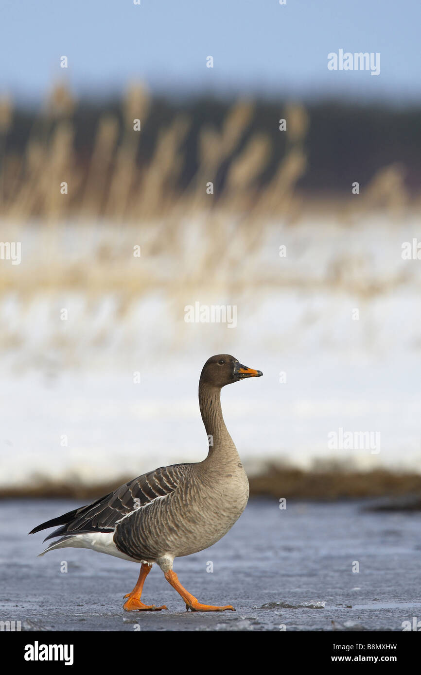 Bean Goose, Taiga Bean Goose (Anser fabalis), at shore, Finland Stock ...