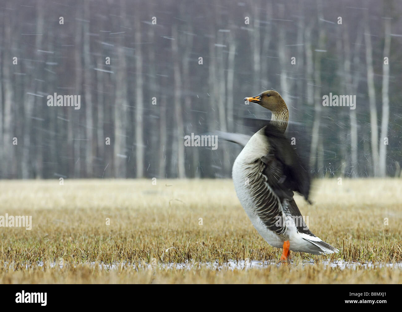 Bean Goose, Taiga Bean Goose (Anser fabalis), at snowfall, Finland ...