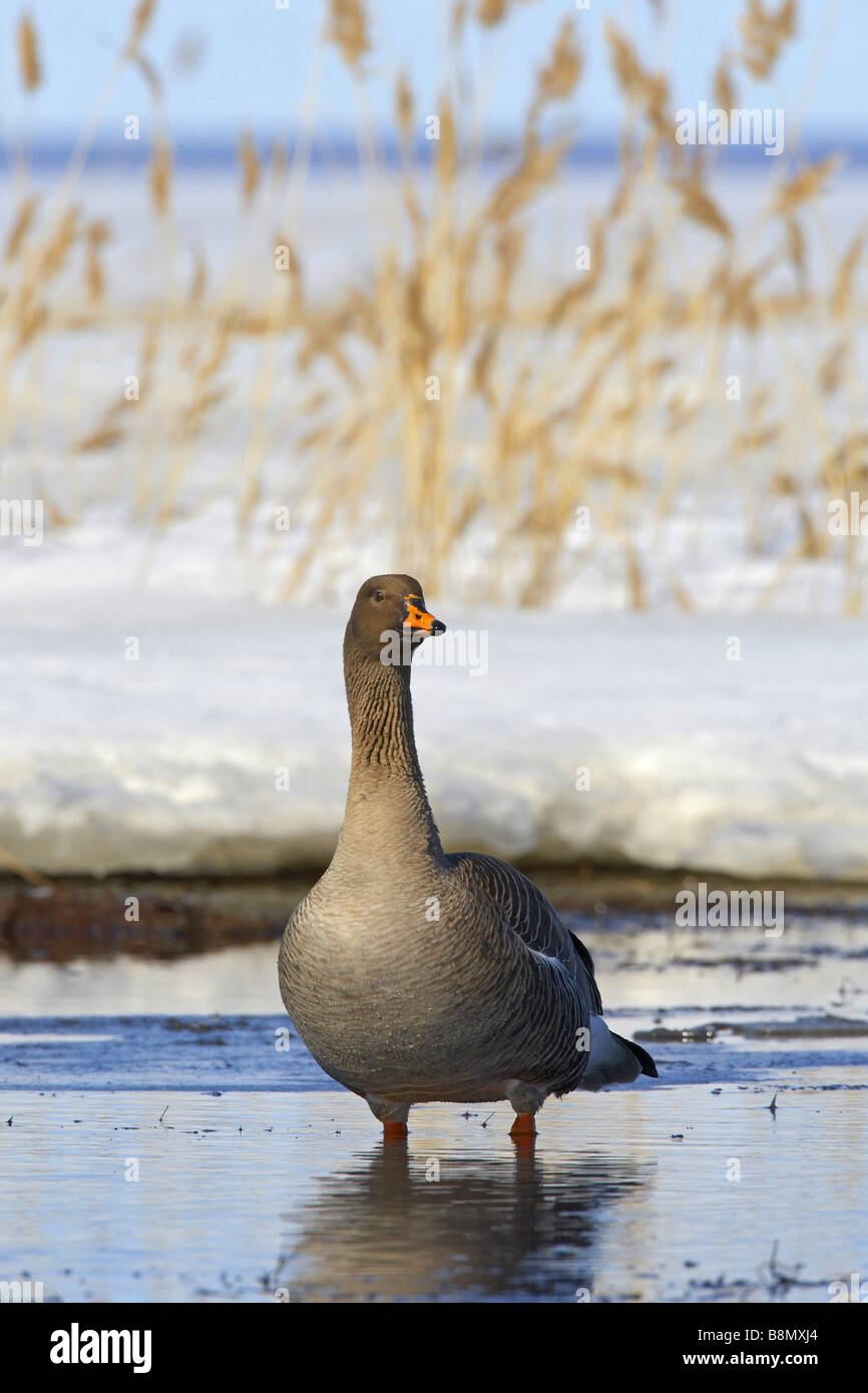 Bean Goose, Taiga Bean Goose (Anser fabalis), in winter, Finland Stock ...