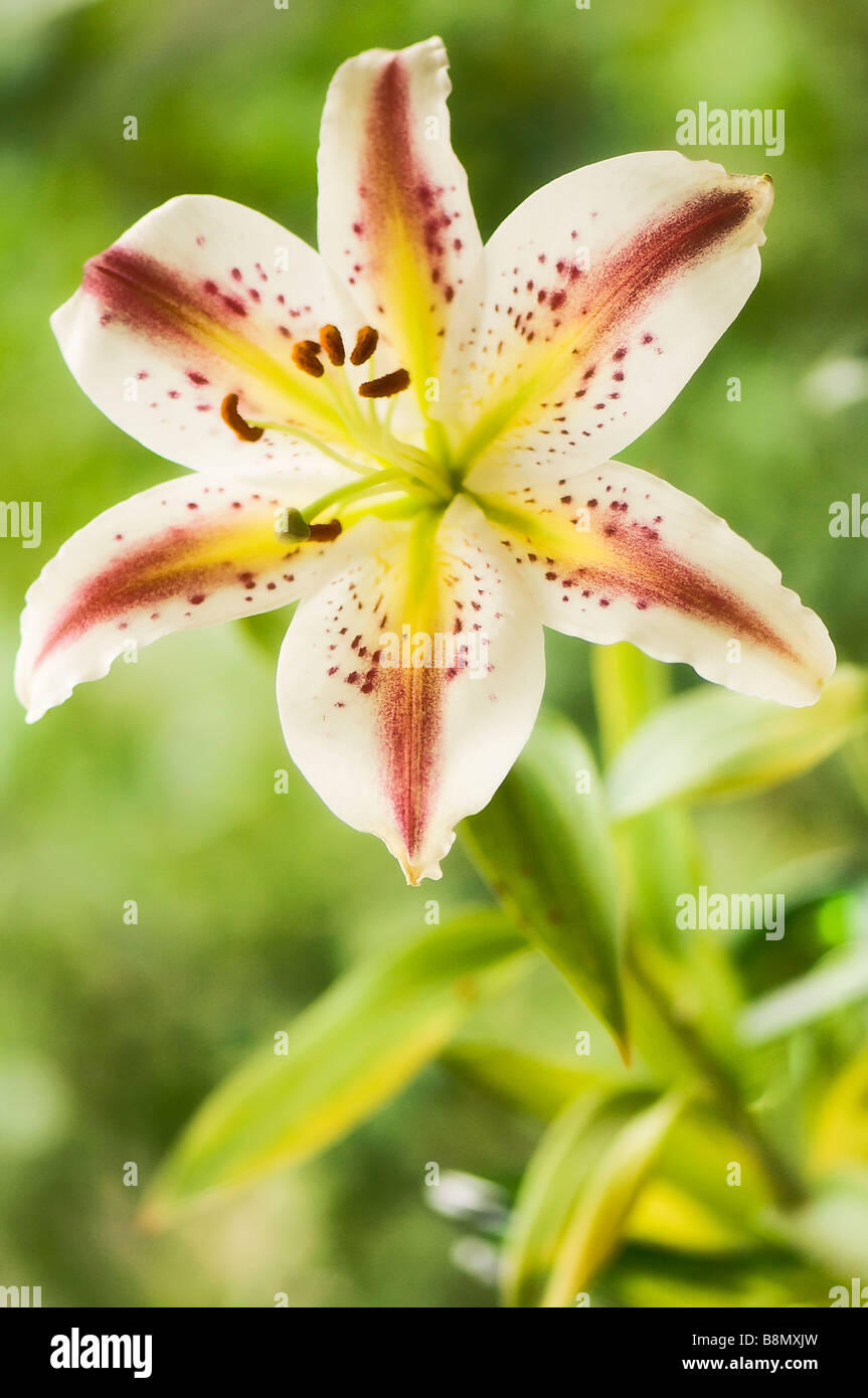 White and yellow oriental lily hi-res stock photography and images - Alamy