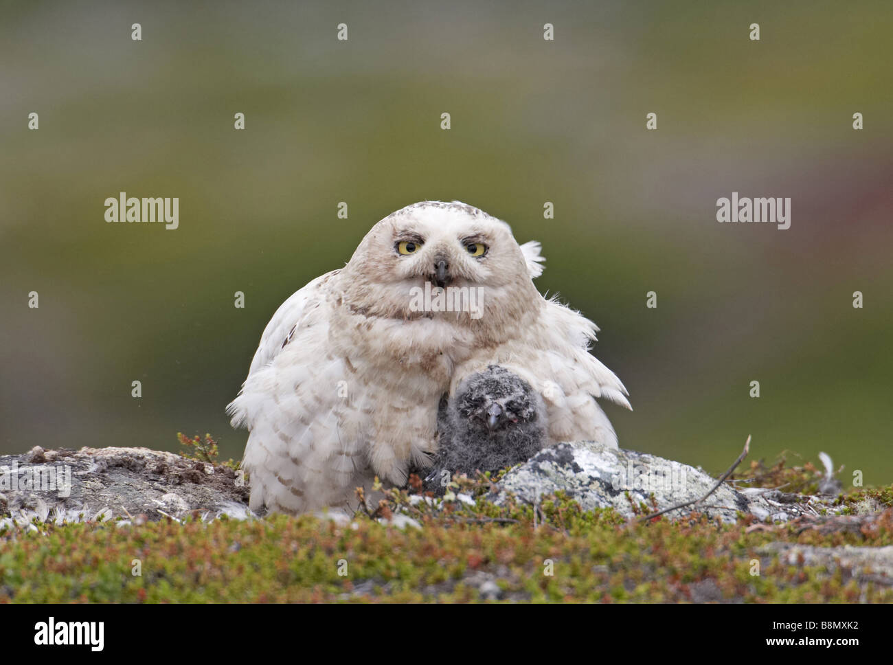 Owl expressions up close hi-res stock photography and images - Alamy