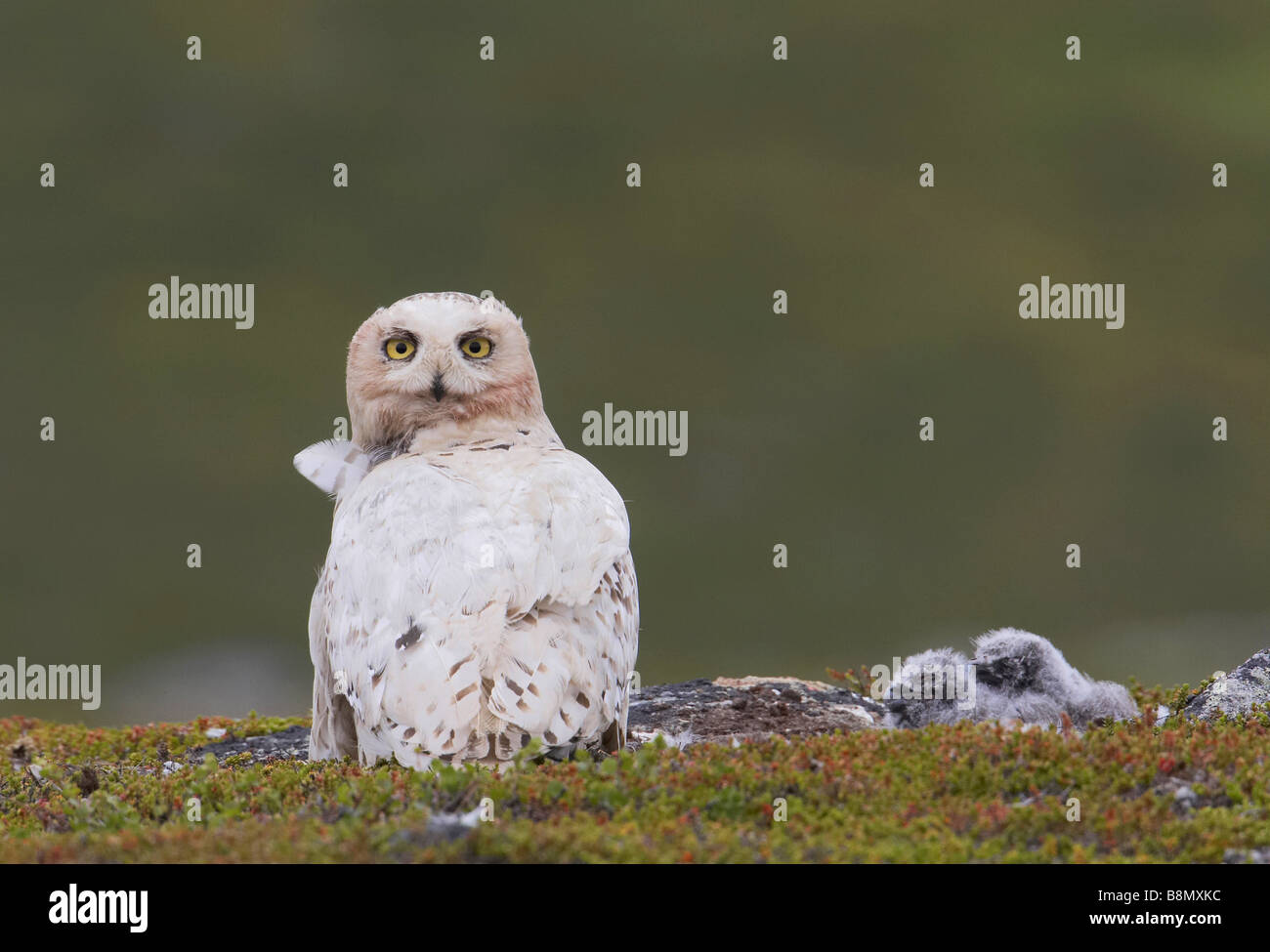 Snowy owl chicks hi-res stock photography and images - Alamy
