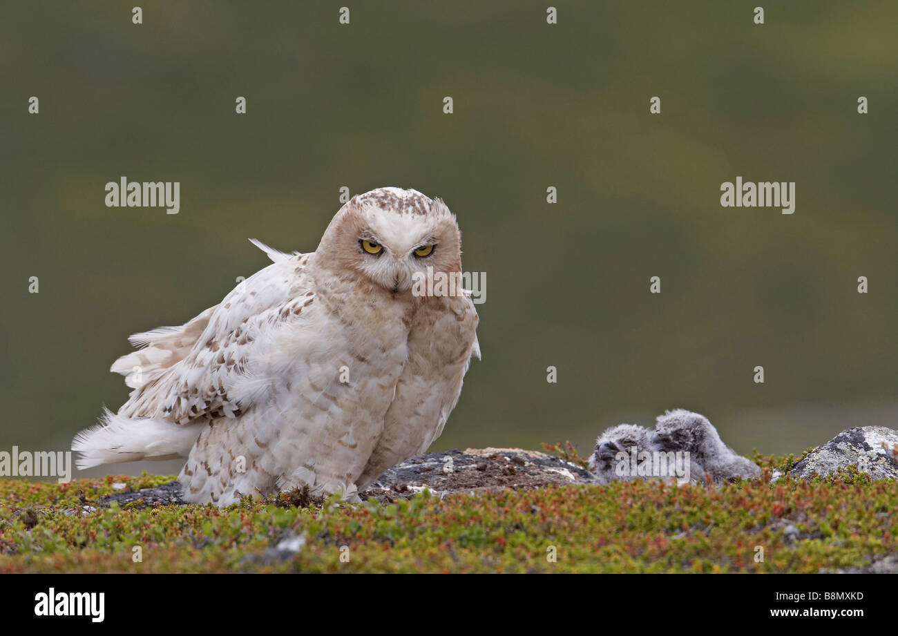 Female with two chicks in tundra hi-res stock photography and images ...