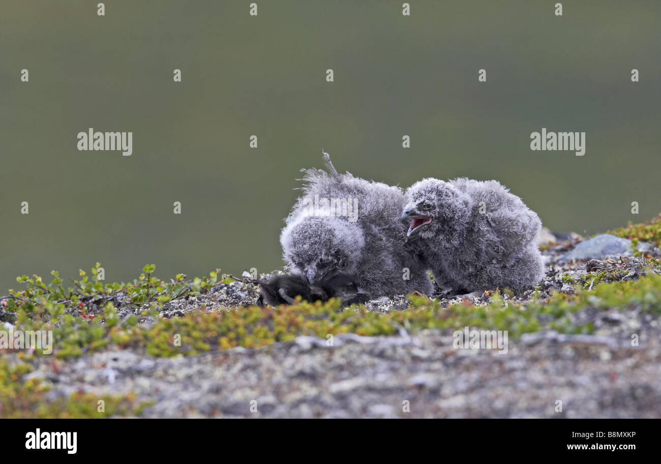 Two snowy owls hi-res stock photography and images - Alamy