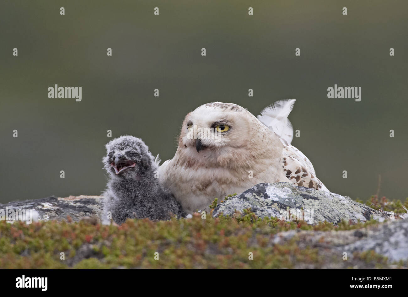 Snowy Owl (Strix scundiaca, Nyctea scundiaca, Bubo scundiacus), female ...