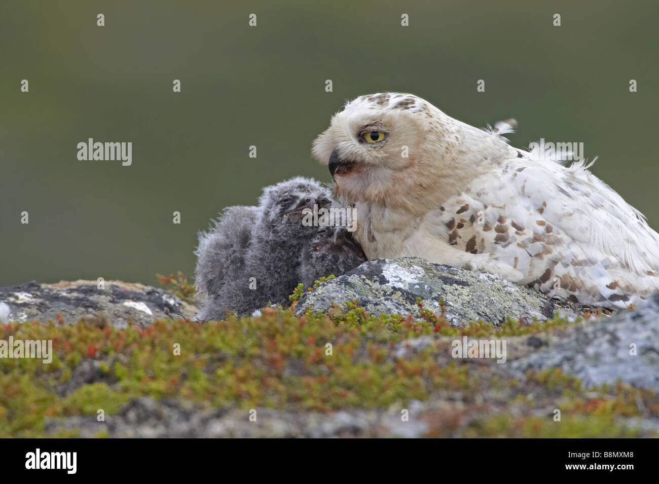 Baby snowy owl hi-res stock photography and images - Alamy