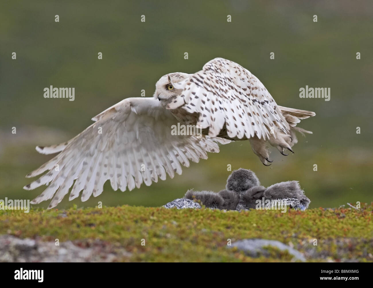 Snowy Owl (Strix scundiaca, Nyctea scundiaca, Bubo scundiacus), female ...