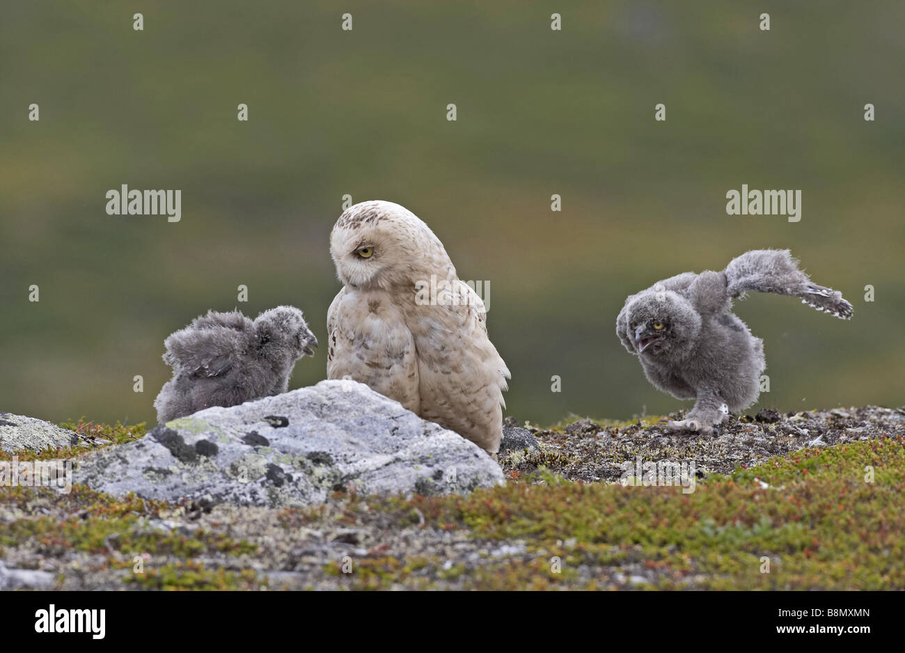 Female snowy owl three bubo hi-res stock photography and images - Alamy