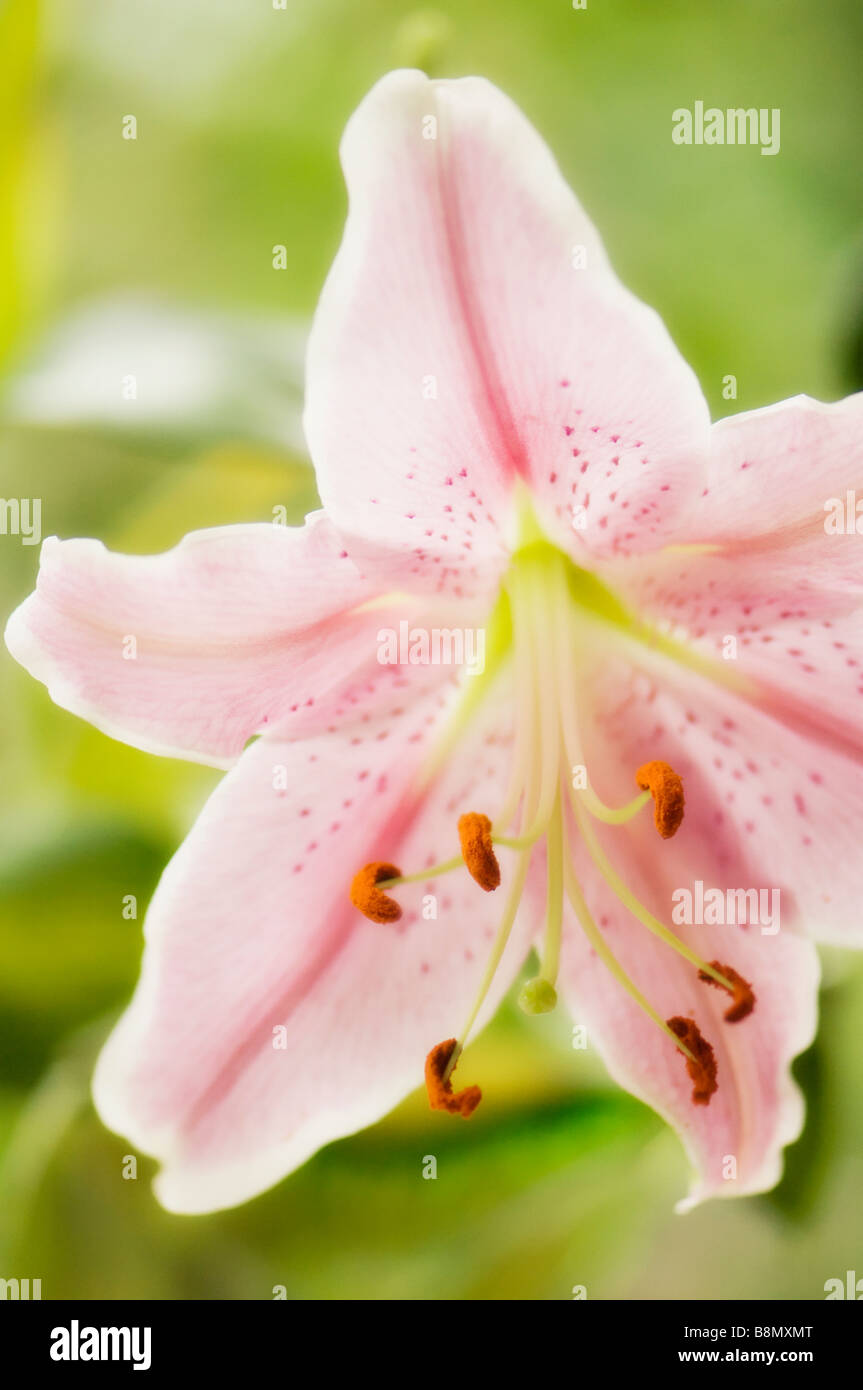 Light Pink Oriental Lily Flower Close-up Stock Photo - Alamy