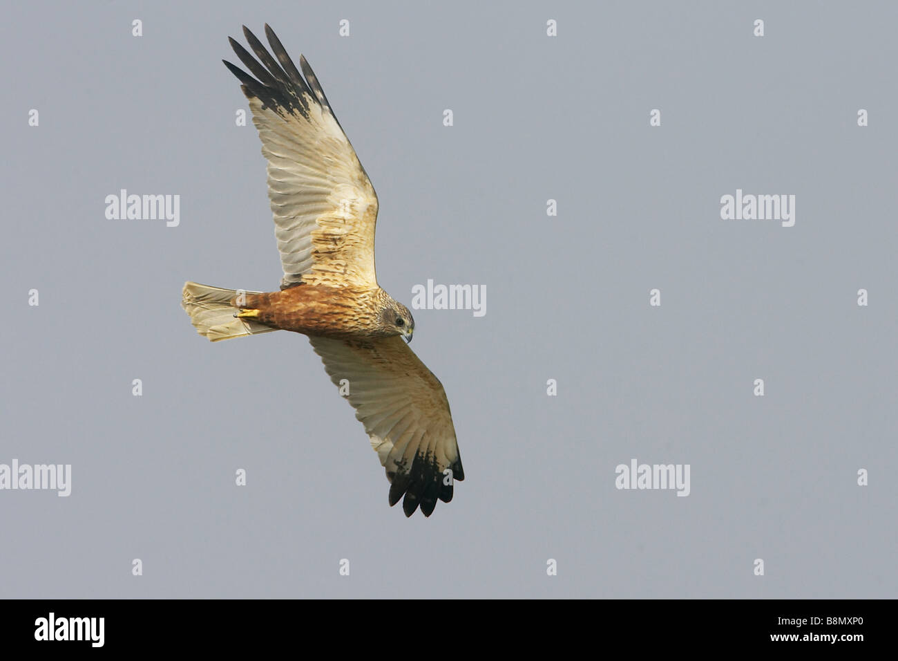 western marsh harrier (Circus aeruginosus), in flight, Oman Stock Photo ...