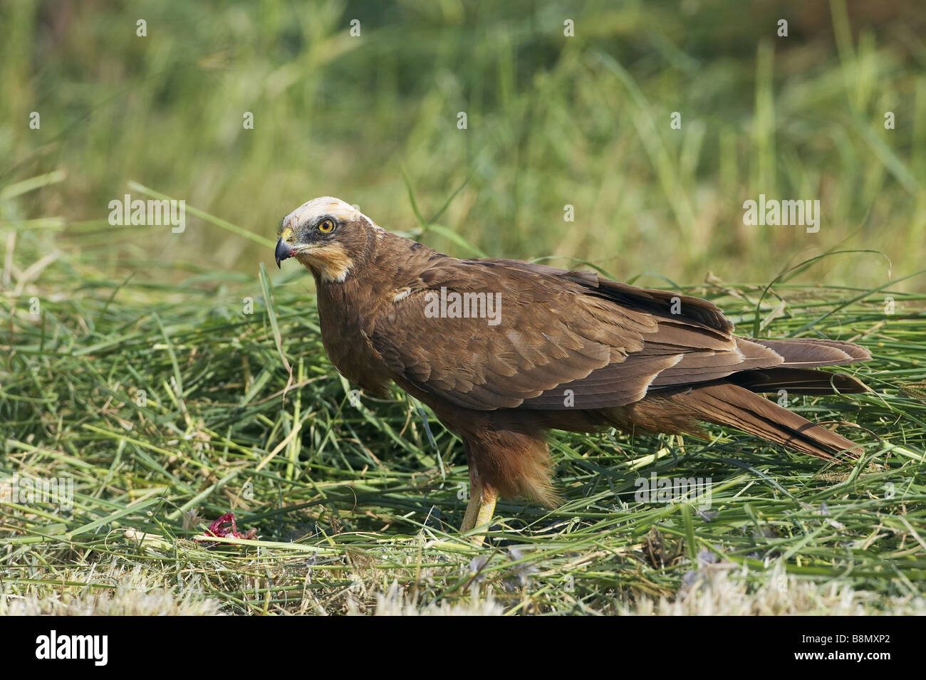 western marsh harrier (Circus aeruginosus), in nest, Oman Stock Photo ...