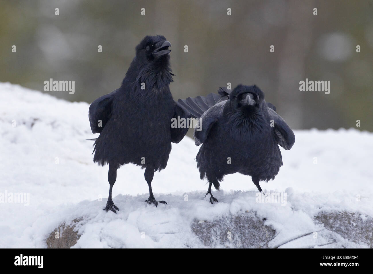 common raven (Corvus corax), two individuals in snow, Finland Stock ...