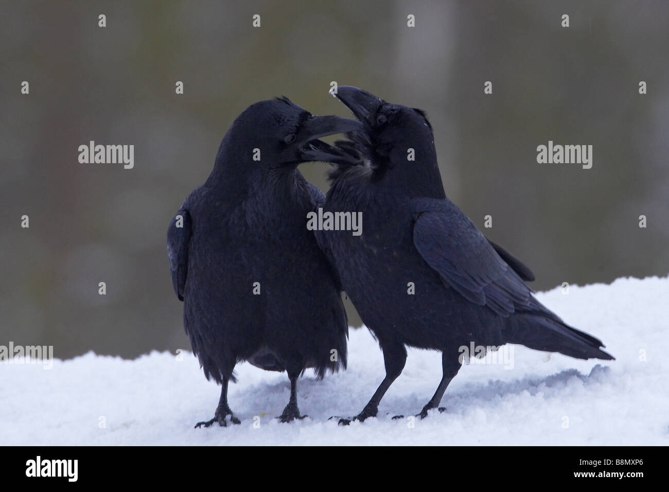 Raven j hi-res stock photography and images - Alamy