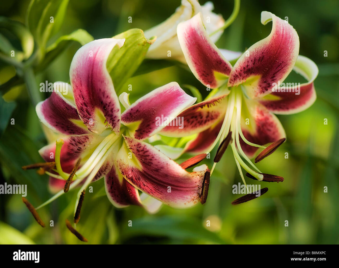 Black Beauty Lily Flower Duo Stock Photo - Alamy
