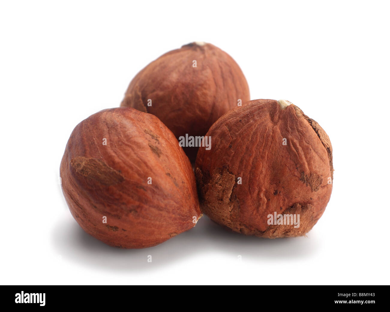 Hazelnut group Cut Out Stock Images & Pictures - Alamy