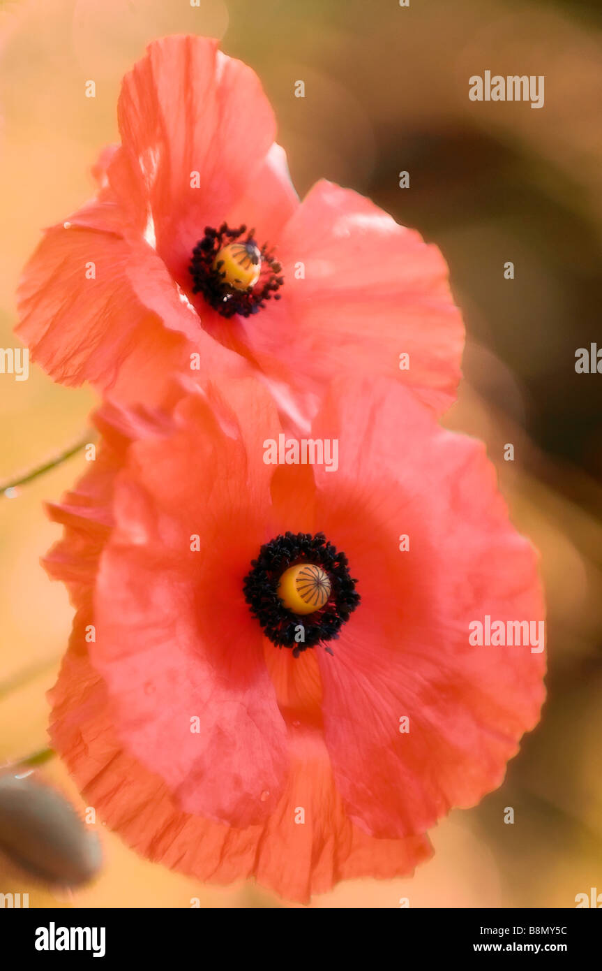 Indian poppy hi-res stock photography and images - Alamy
